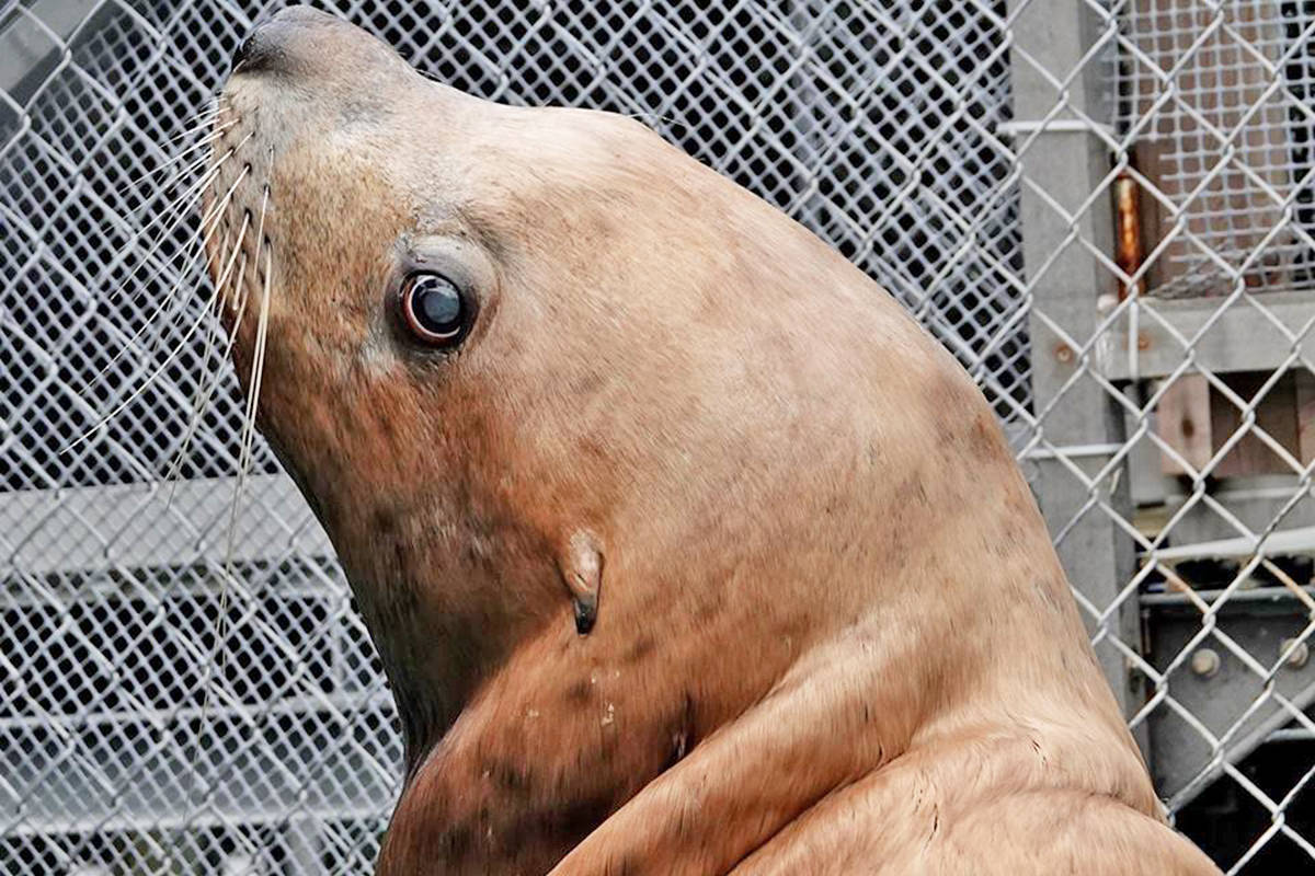 Sea lion found shot off Vancouver Island dies at Vancouver Aquarium ...
