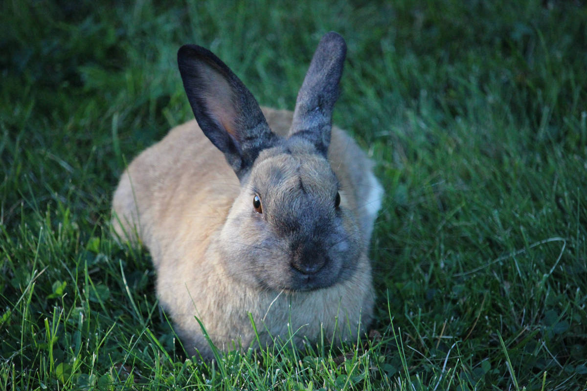Highly infectious rabbit virus returns to Vancouver Island | Vanderhoof ...