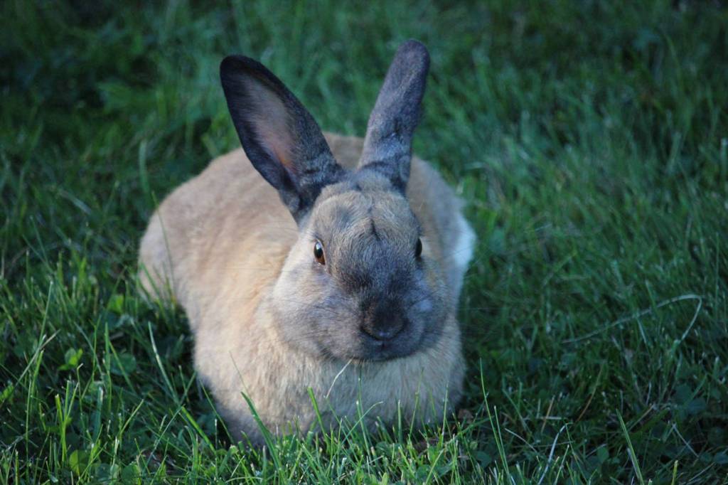 Highly infectious rabbit virus returns to Vancouver Island | Vanderhoof ...