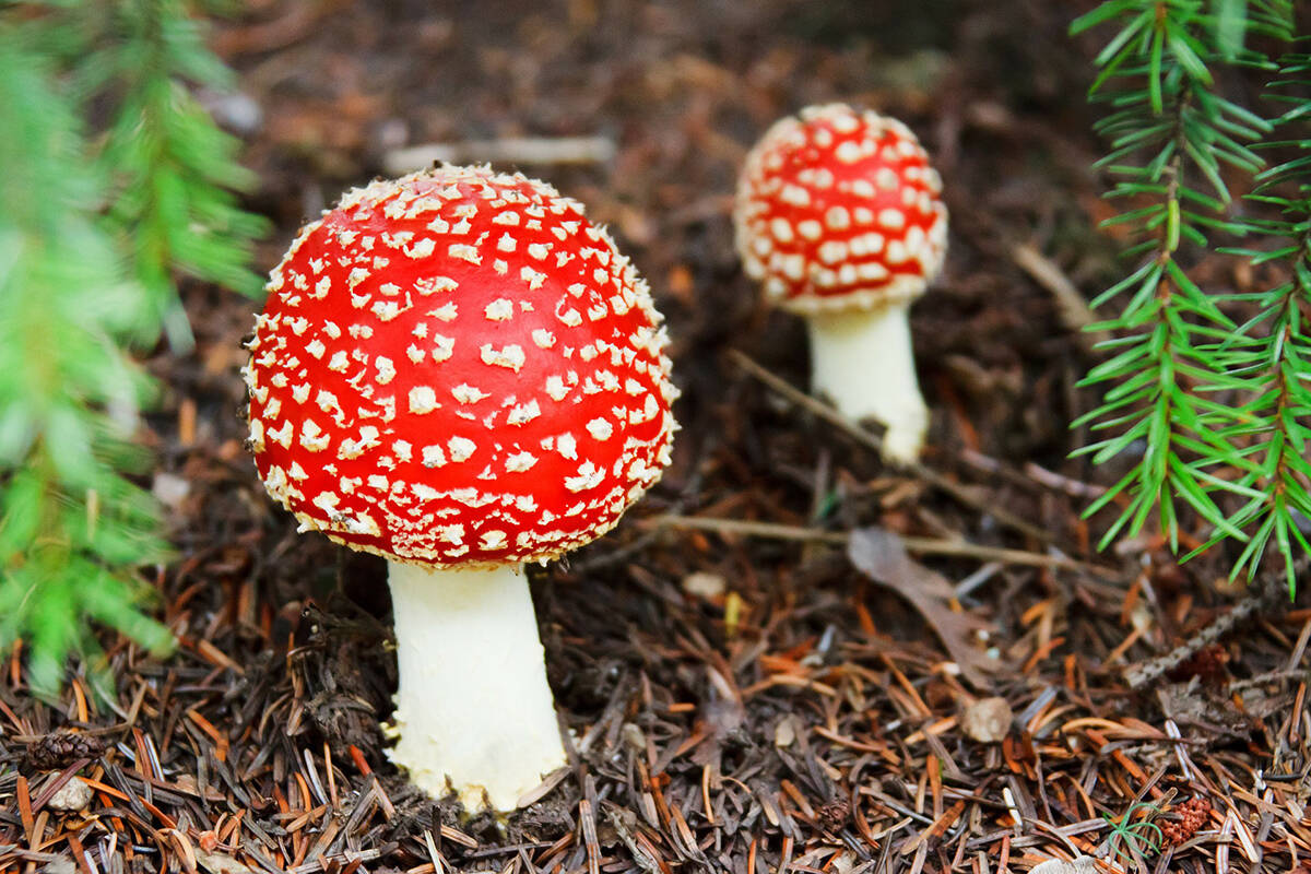 A look at mushrooms and their link to several holiday traditions ...