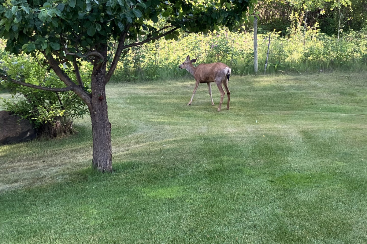 B.C. conservation officers remove crossbow bolt stuck in deer’s back ...
