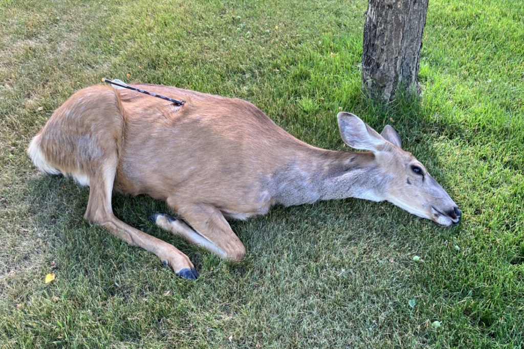 B.C. conservation officers remove crossbow bolt stuck in deer’s back ...